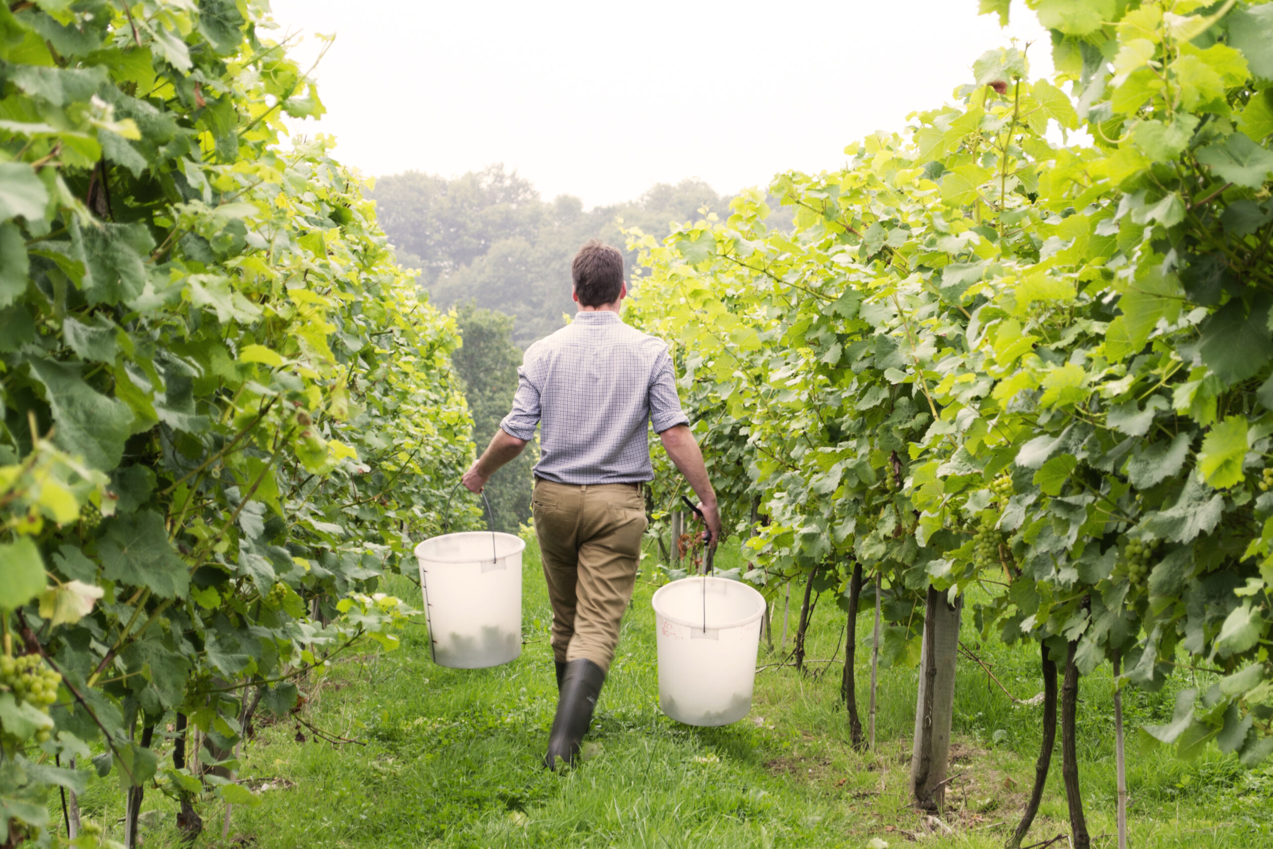Our Winery – Itasca Wines
